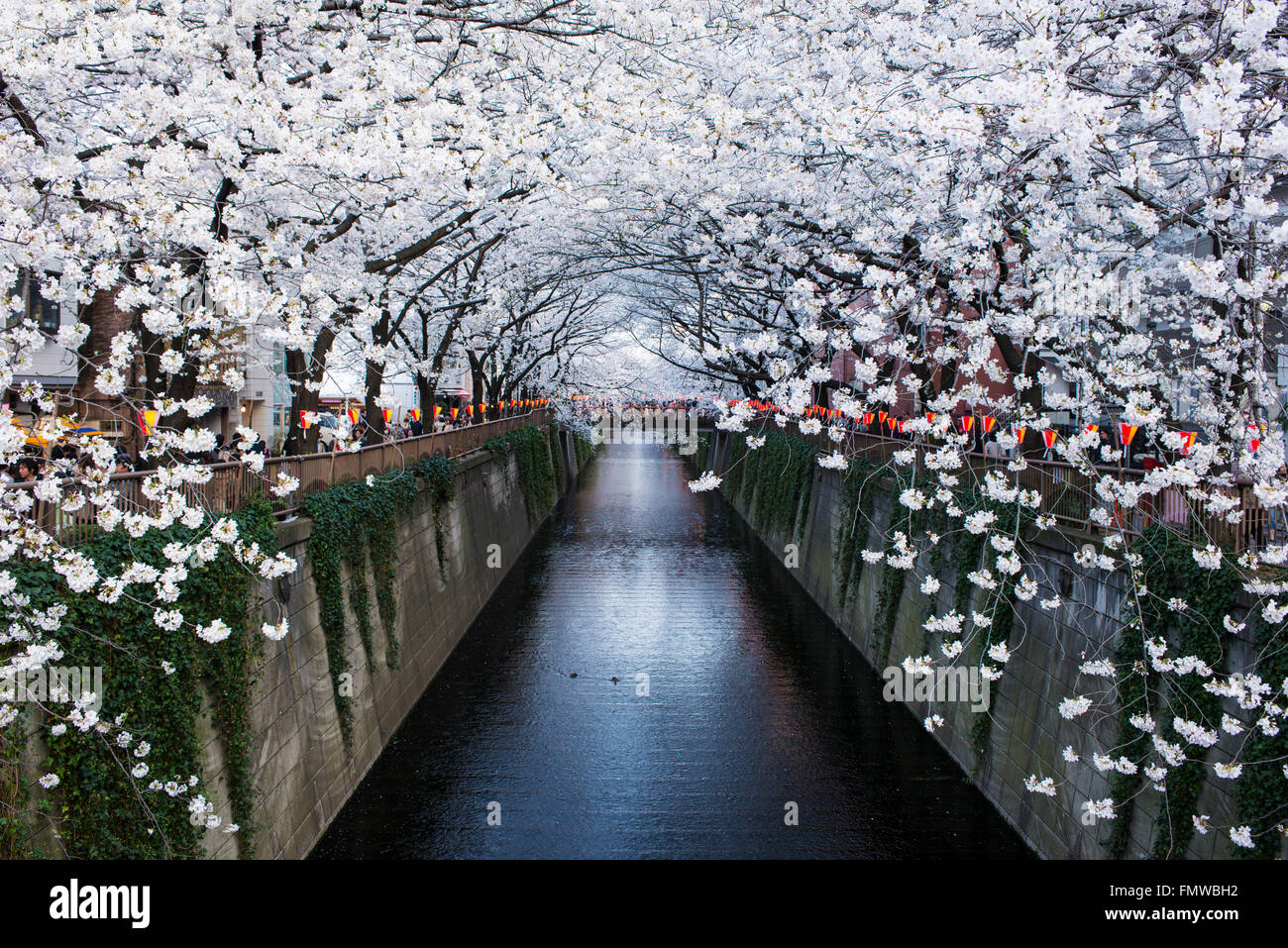 Cherry blossom trees lining a river in Nakameguro, Tokyo, Japan Stock ...