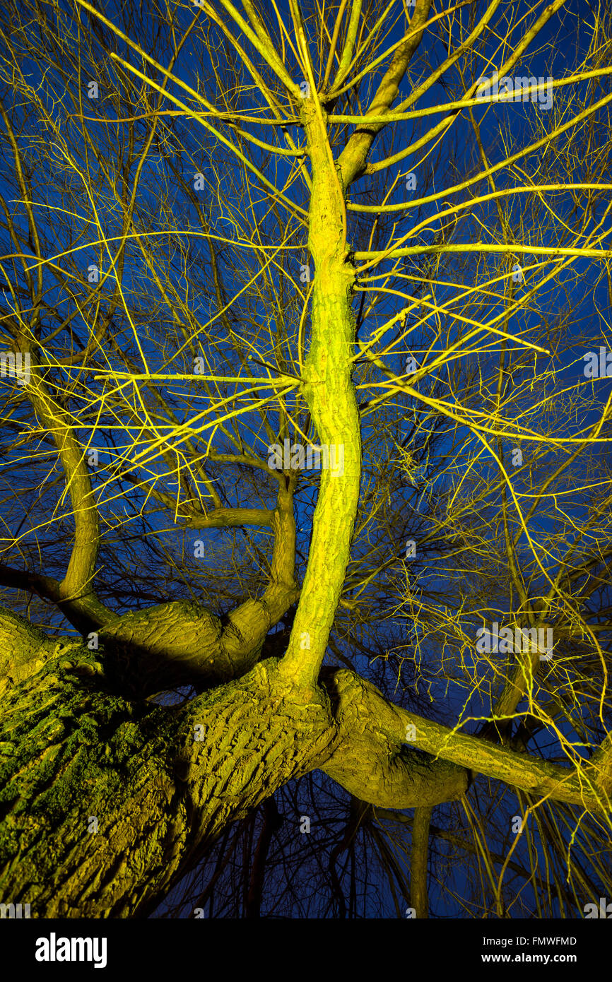 streetlights required this beautiful tree in the evening Stock Photo ...