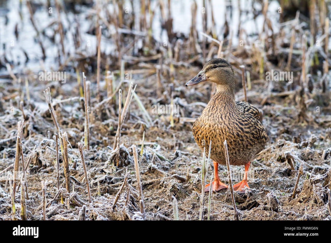 Wild duck species hi-res stock photography and images - Alamy