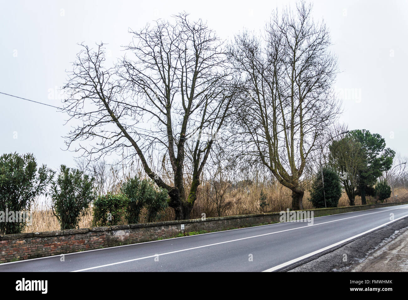 Street with trees Stock Photo - Alamy