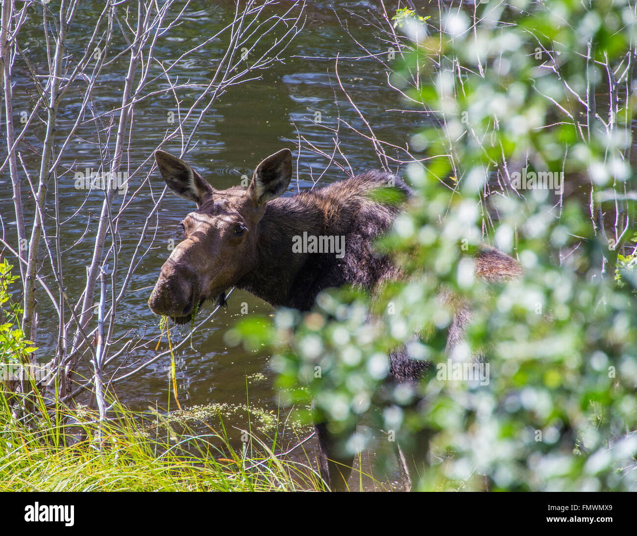 Female Moose in Grand Tetons National Park Stock Photo - Alamy