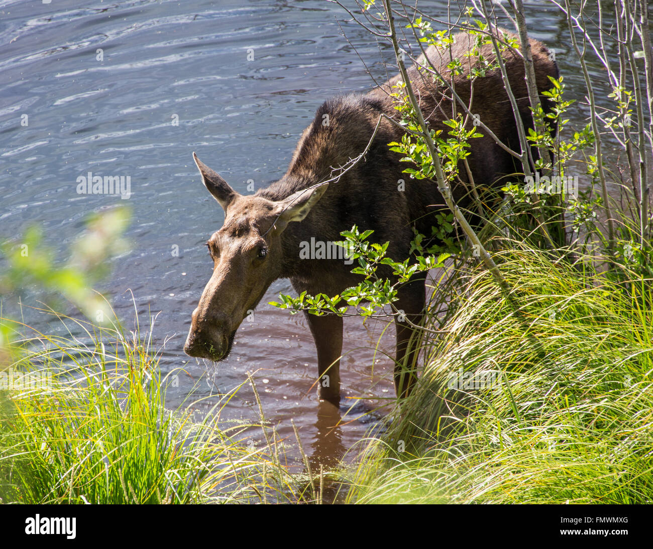 Moose in Grand Tetons National Park Stock Photo - Alamy
