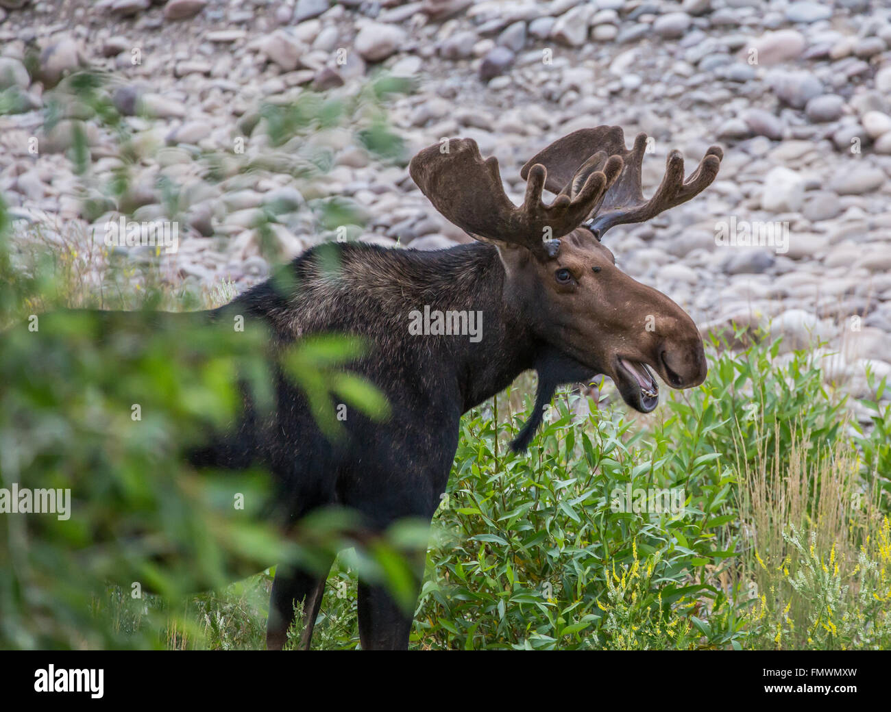 Moose in Grand Tetons National Park Stock Photo - Alamy