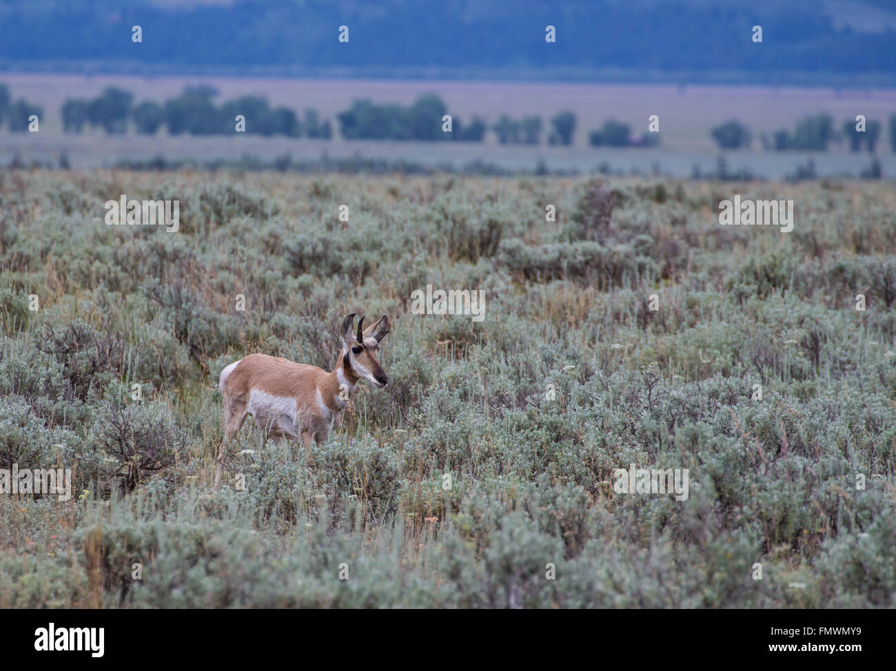 Pronghorn Antelope in Wyoming Stock Photo - Alamy