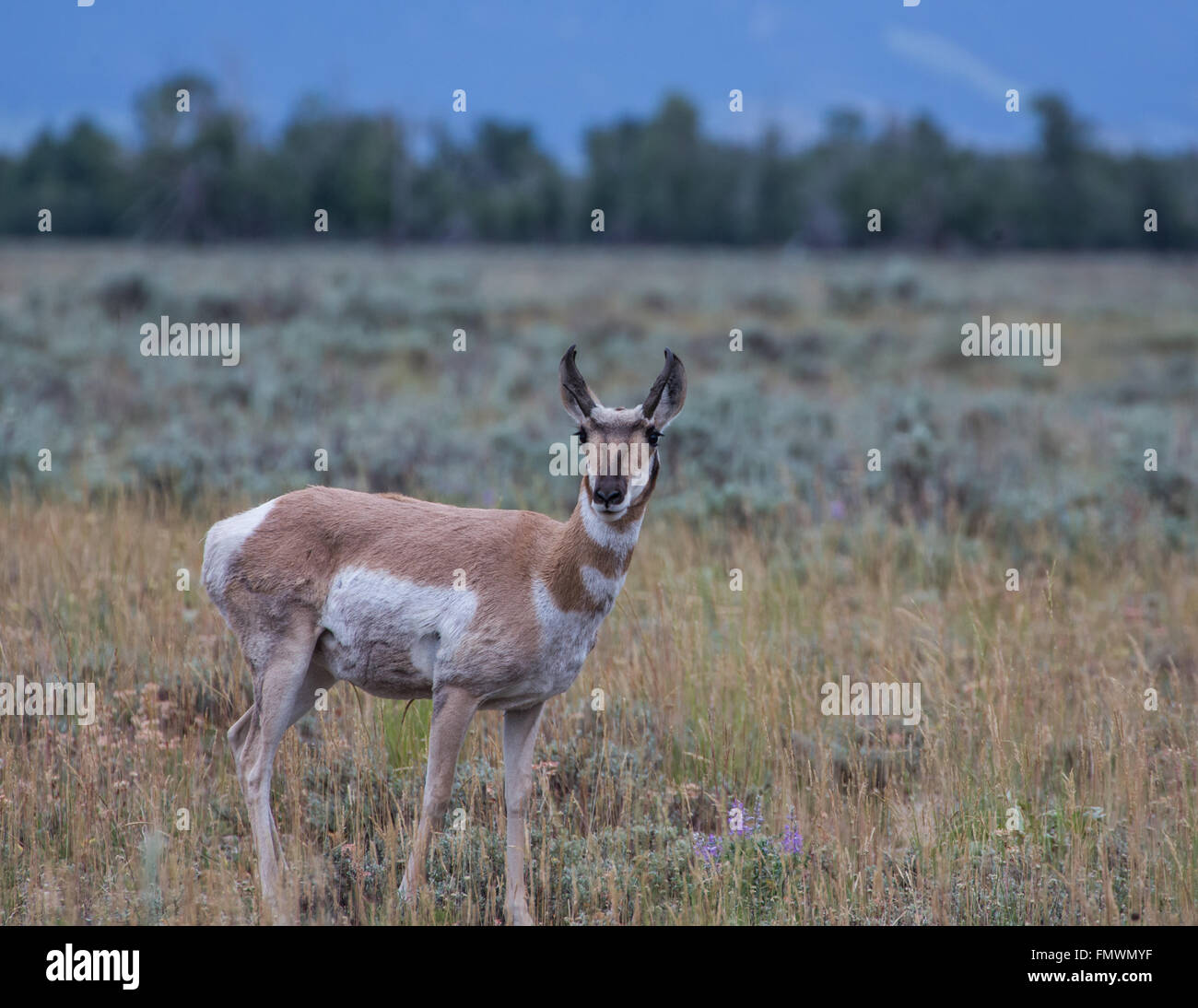Pronghorn Antelope in Wyoming Stock Photo - Alamy