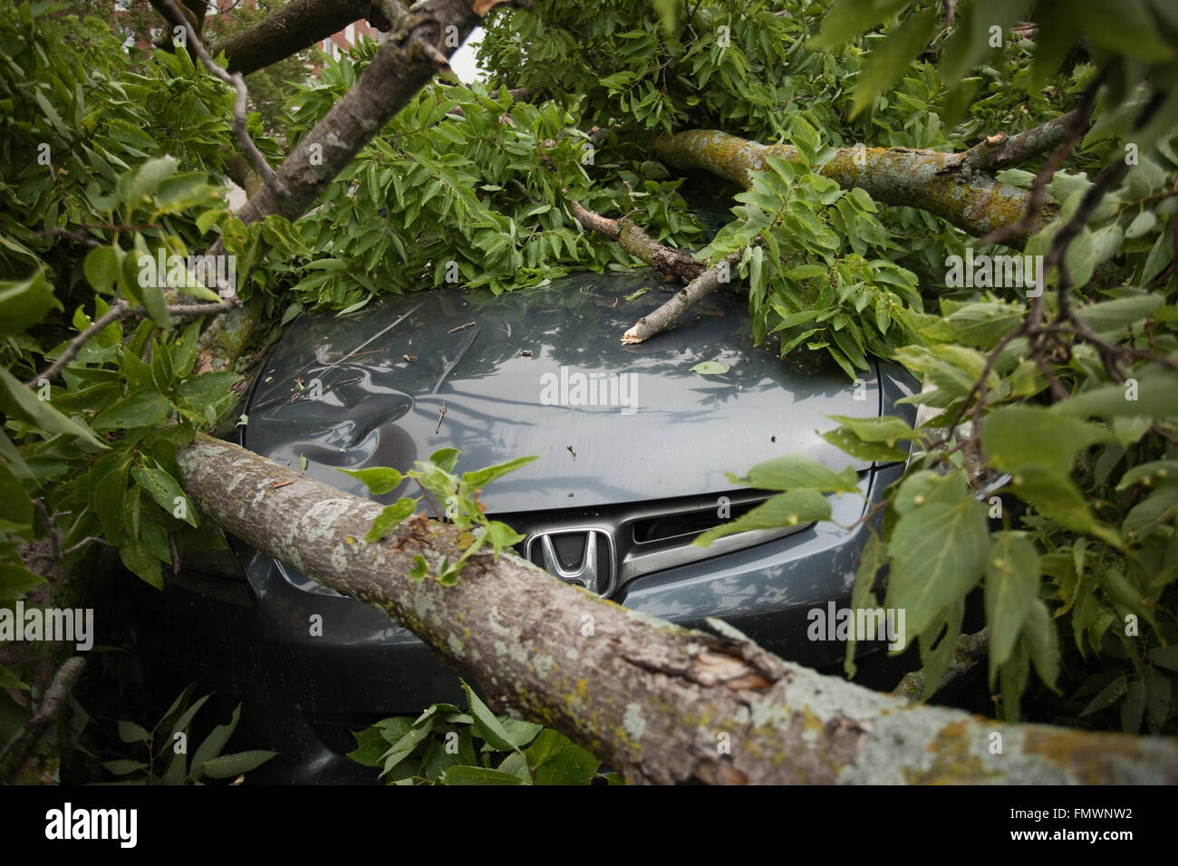 Car buried under a large tree after a Severe Thunderstorm in KCMO Stock ...