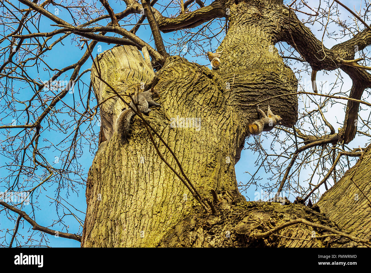 Three grey squirrels climbing a tree in Greenwich Park in London Stock ...