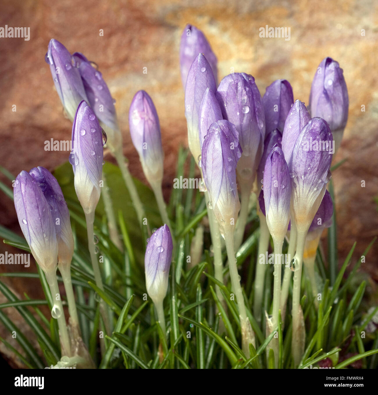 Crocus; tommasinianus; schnee Stock Photo - Alamy