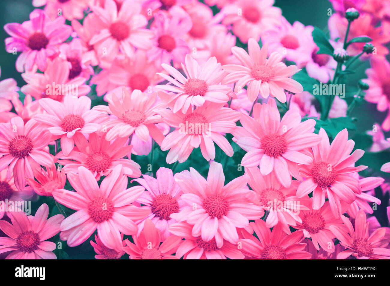 Vintage Daisies Wallpaper