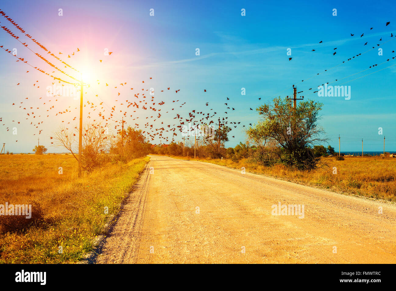 Birds fly over the country road Stock Photo - Alamy