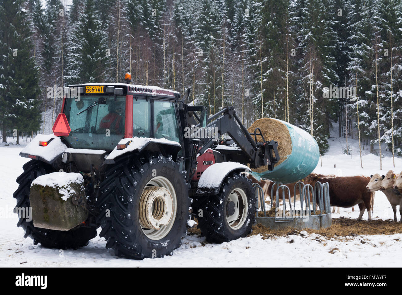 Eastern finncattle hi-res stock photography and images - Alamy