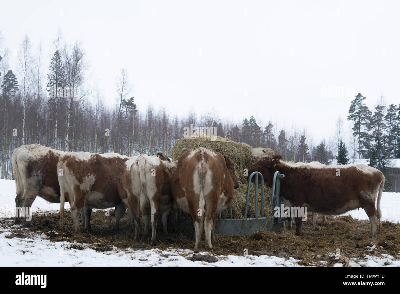 Eastern finncattle hi-res stock photography and images - Alamy