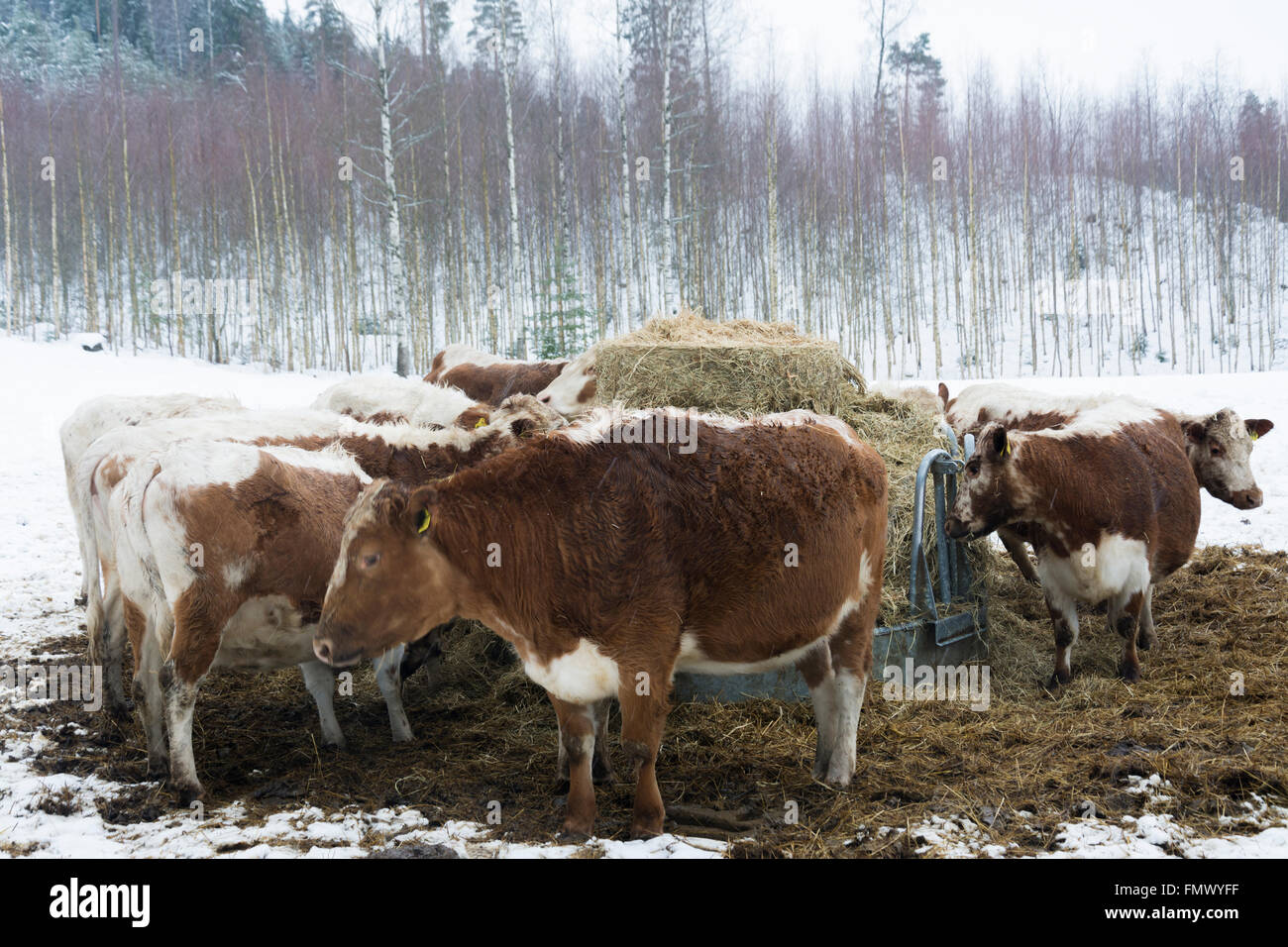 Eastern Finncattle High Resolution Stock Photography and Images - Alamy