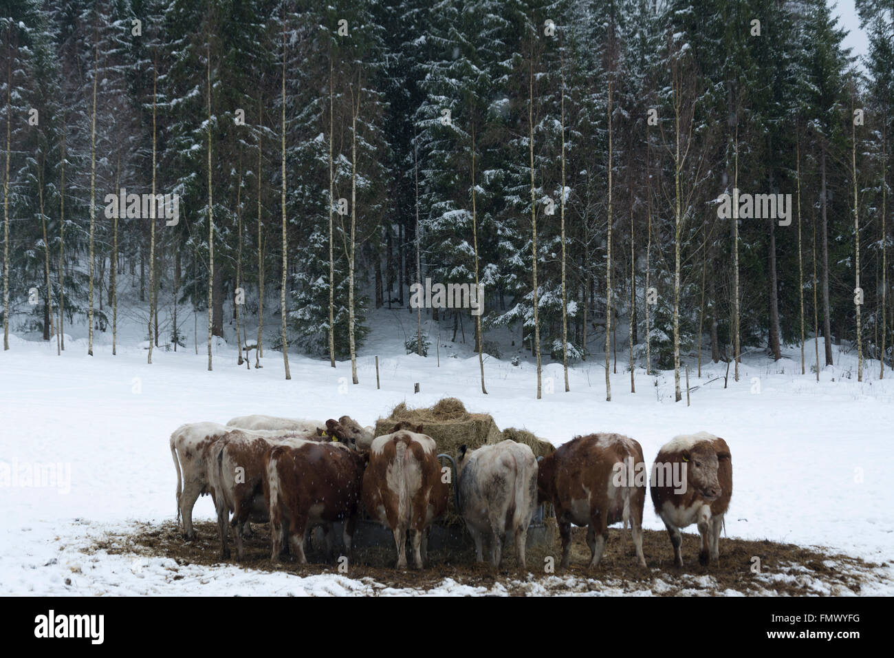 Eastern Finncattle High Resolution Stock Photography and Images - Alamy