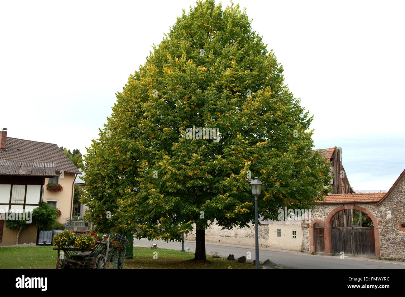 Lindenbaum hi-res stock photography and images - Alamy