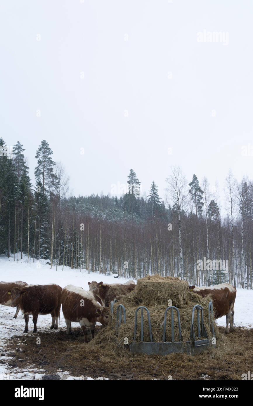 Eastern finncattle hi-res stock photography and images - Alamy