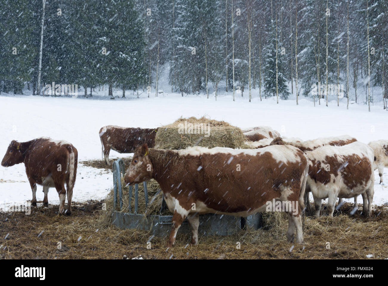 Eastern finncattle hi-res stock photography and images - Alamy