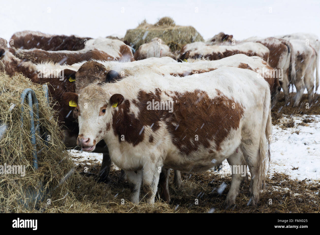 Eastern finncattle hi-res stock photography and images - Alamy
