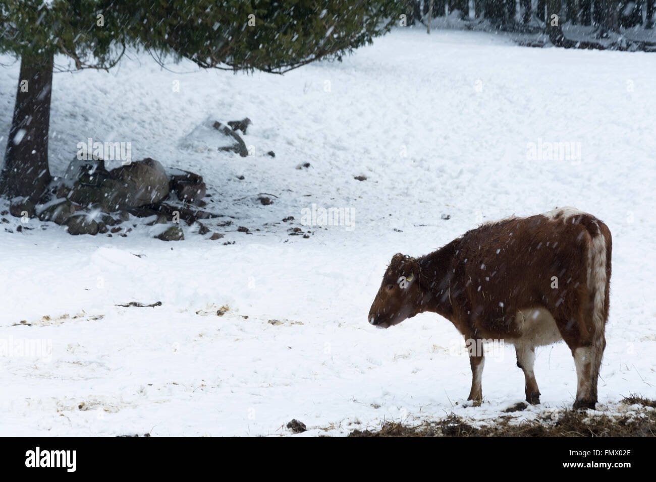 Eastern finncattle hi-res stock photography and images - Alamy