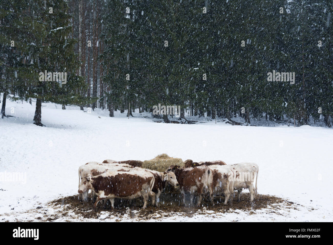 Eastern finncattle hi-res stock photography and images - Alamy