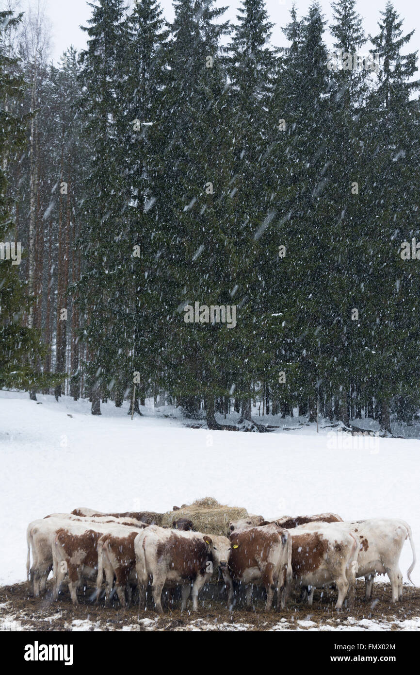 Eastern finncattle hi-res stock photography and images - Alamy