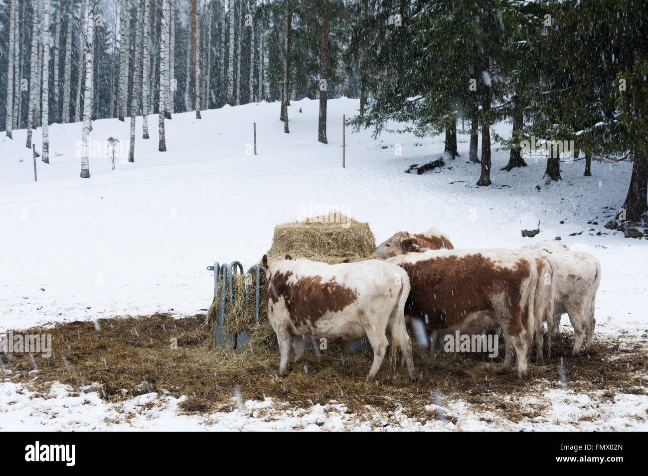 Eastern Finncattle High Resolution Stock Photography and Images - Alamy
