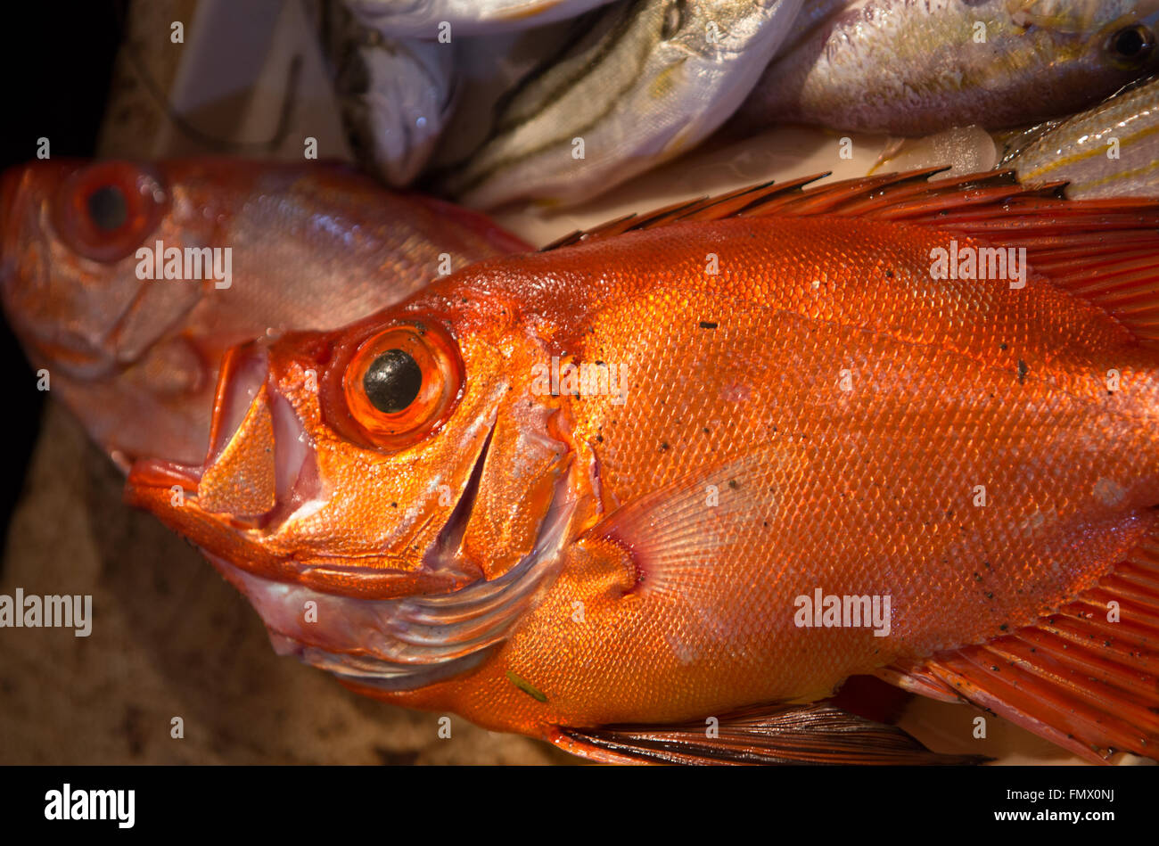 Red Coloured Fish on sale at Talisay Market,Cebu City,Philippines Stock ...