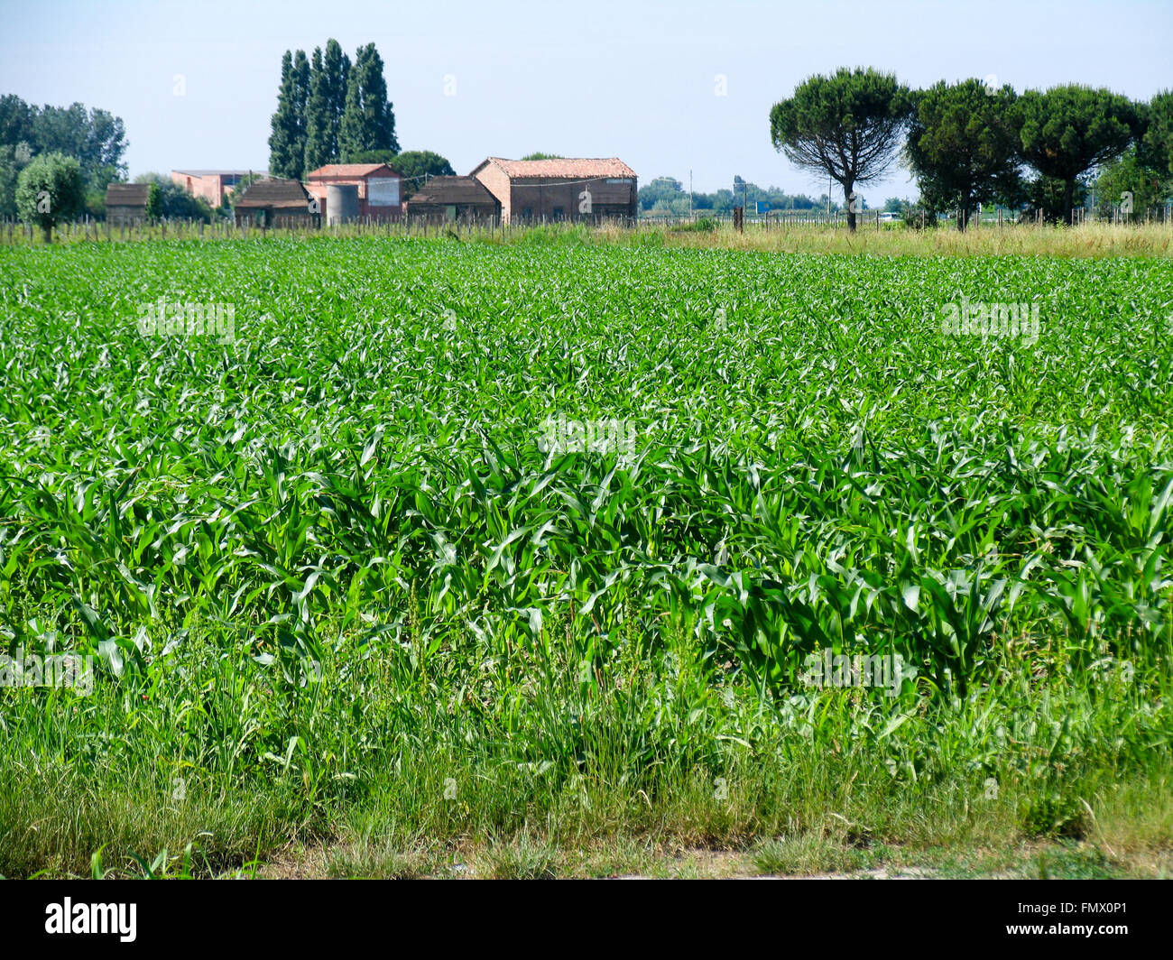 Cornfield and farm buildings Stock Photo - Alamy