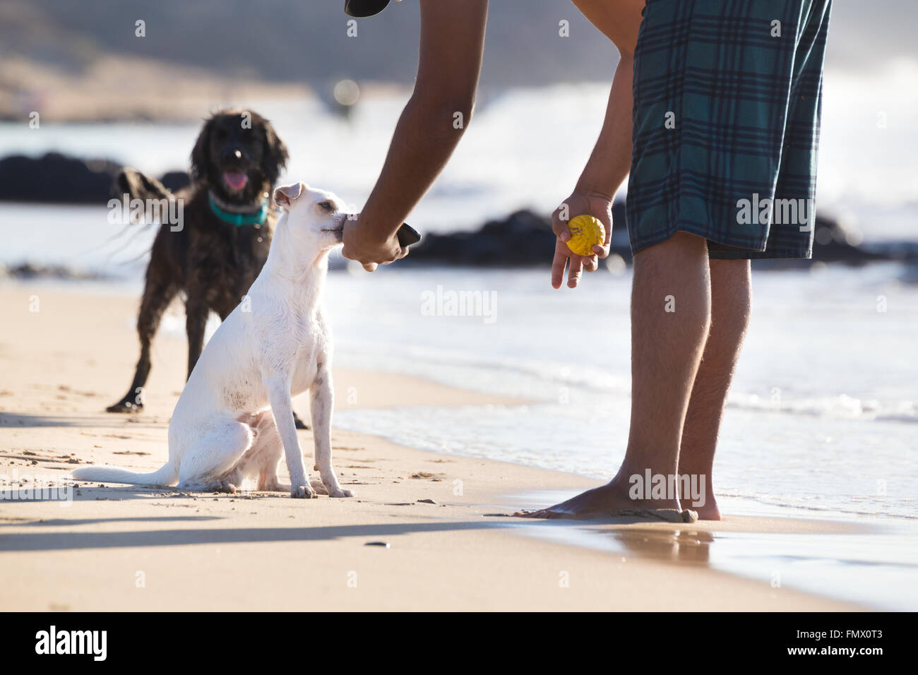 Dogs playing ball on beach in summer Stock Photo - Alamy