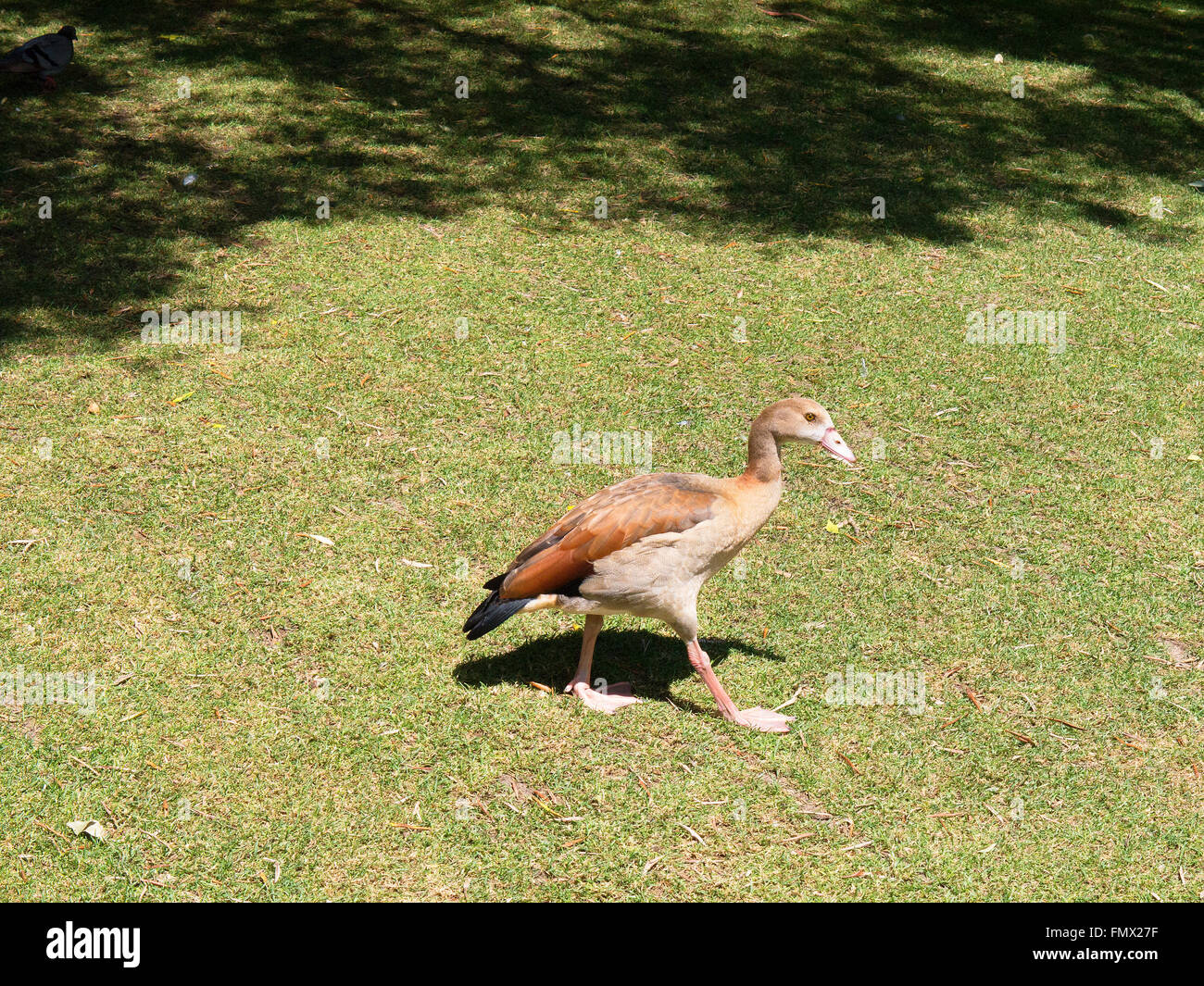 Long legged duck hi-res stock photography and images - Alamy