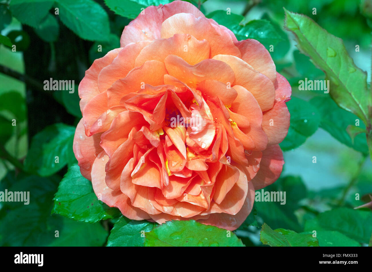 Polyantha Roses High Resolution Stock Photography and Images - Alamy