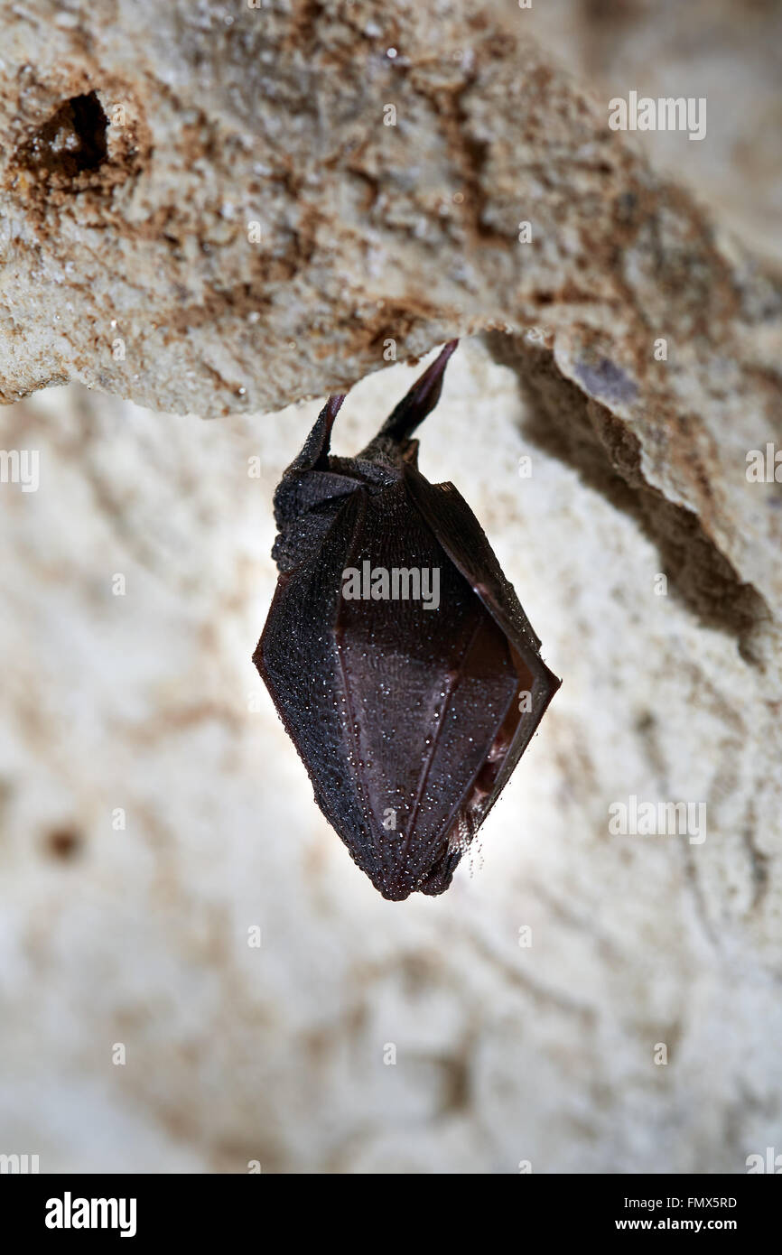 Hibernating animal underground hi-res stock photography and images - Alamy