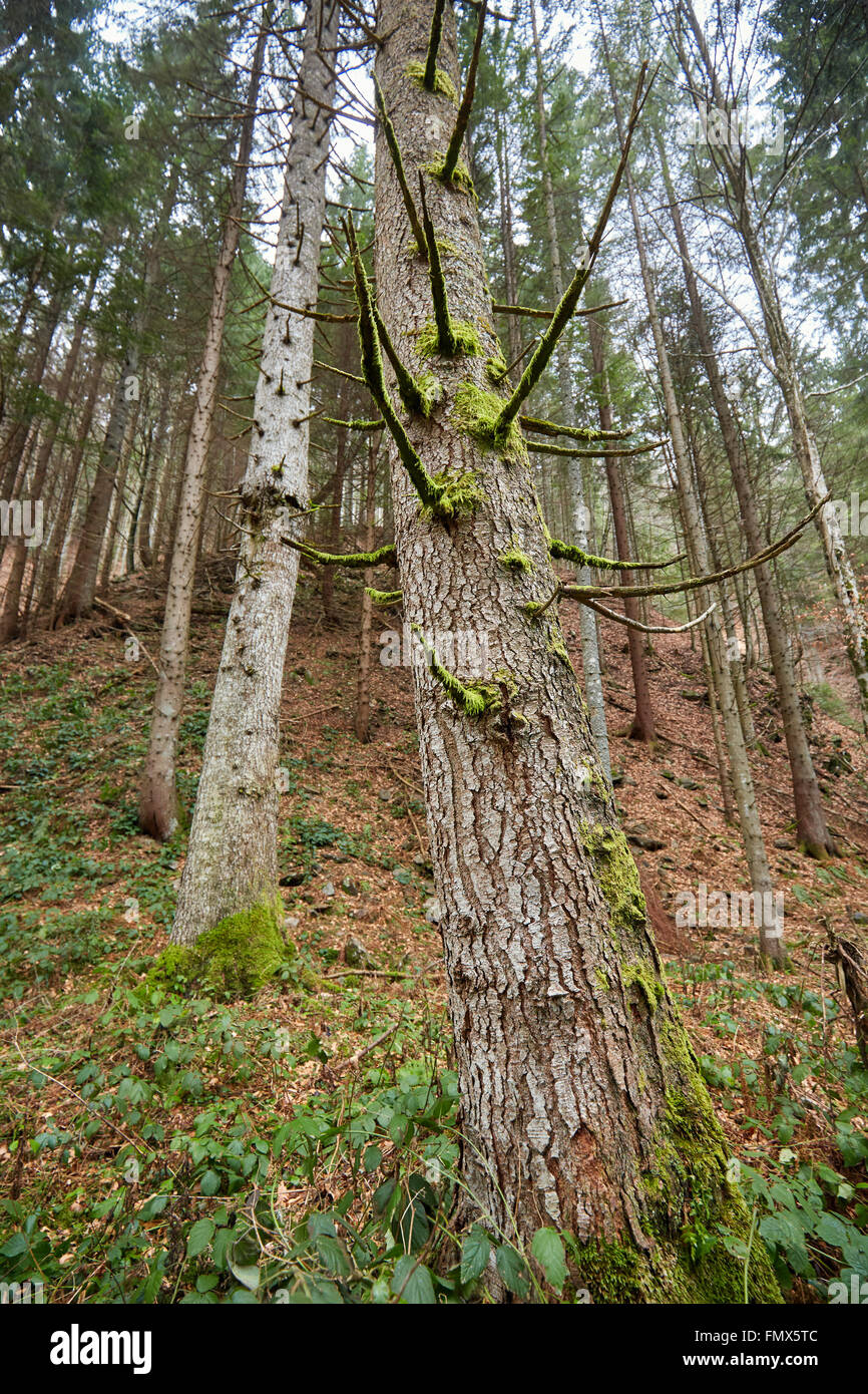 Big pine tree with mossy branches in the forest Stock Photo - Alamy