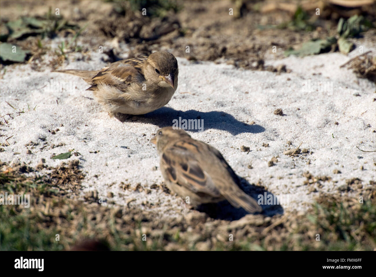 Hausspatz hi-res stock photography and images - Alamy