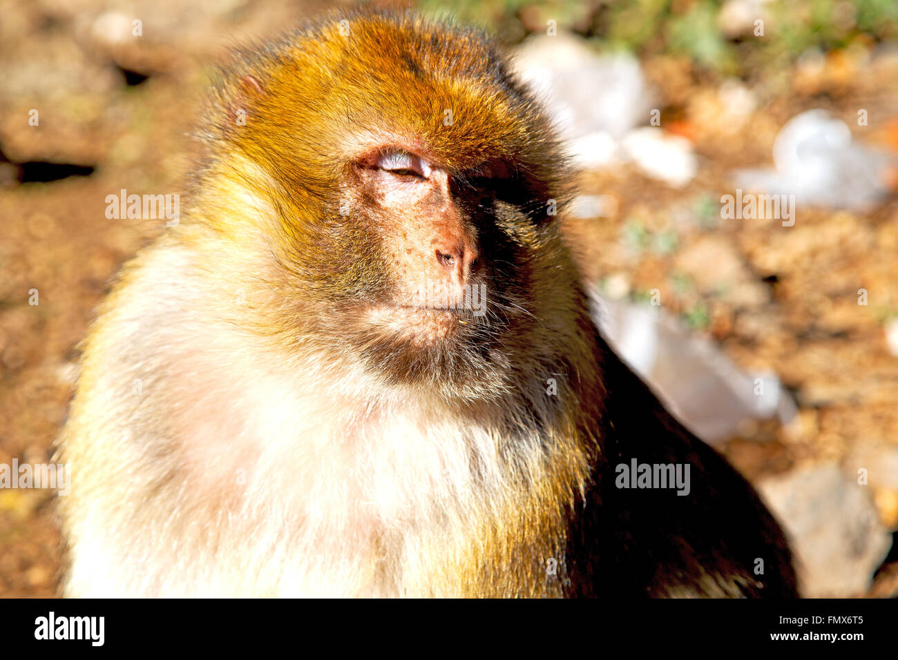 old monkey in africa morocco and natural background fauna close up ...
