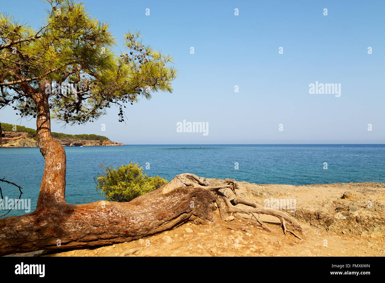 in the mediterranean see turkey europe pine plant and tree Stock Photo ...