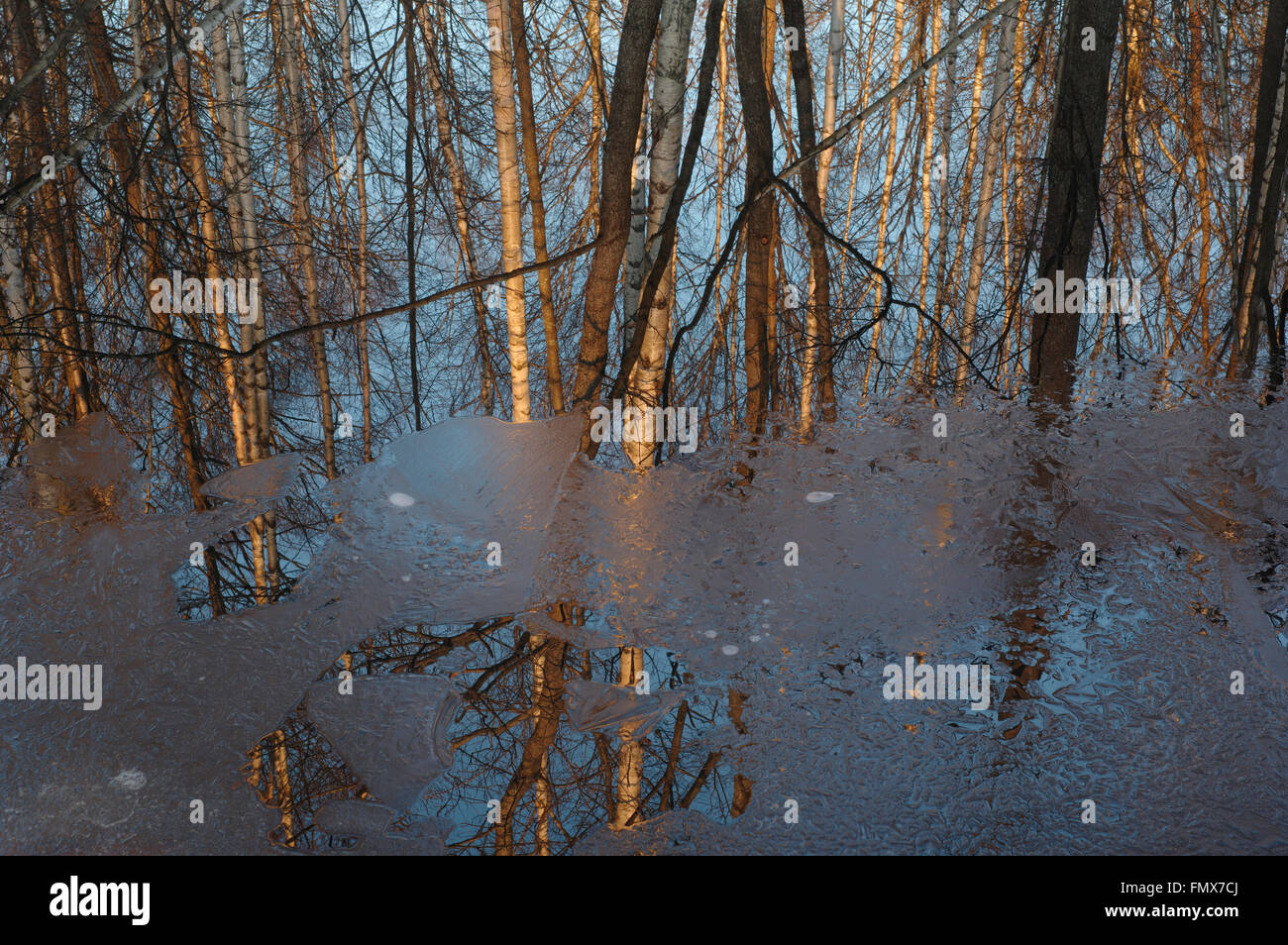 Alam-Pedja Nature Reserve. Tartu county, Estonia 12th March, 2016 Stock ...