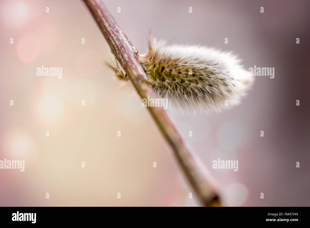 Easter bloom spring willow hi-res stock photography and images - Alamy