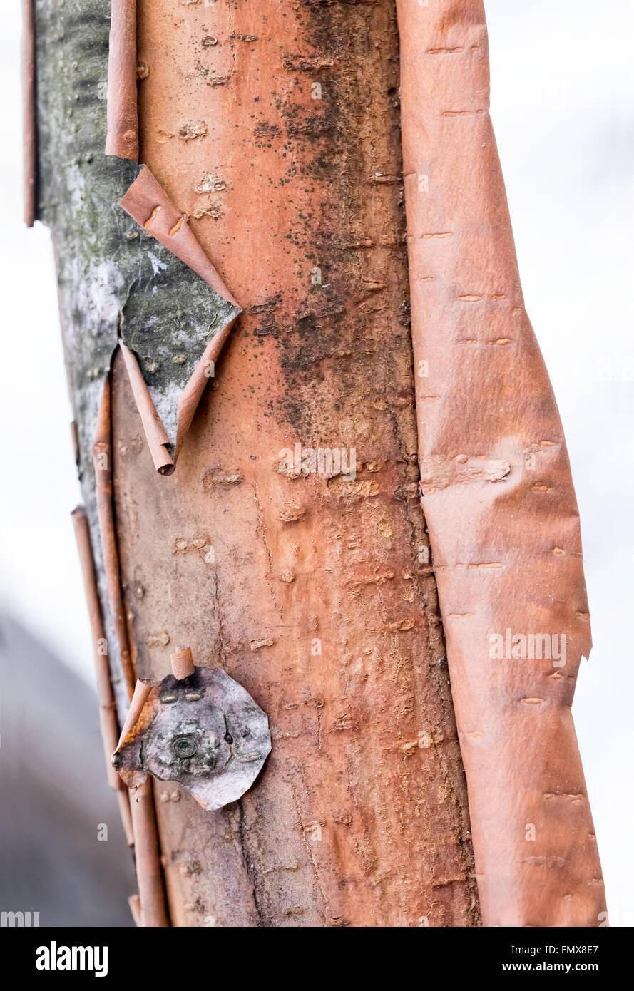 Detail of a peeling birch tree trunk Stock Photo - Alamy