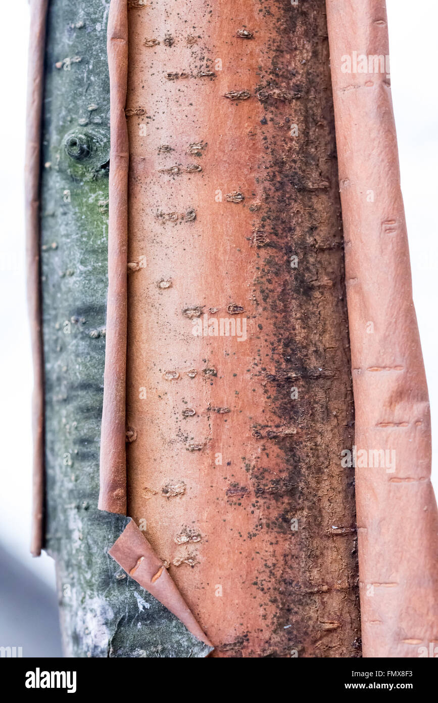 Detail of a peeling birch tree trunk Stock Photo - Alamy