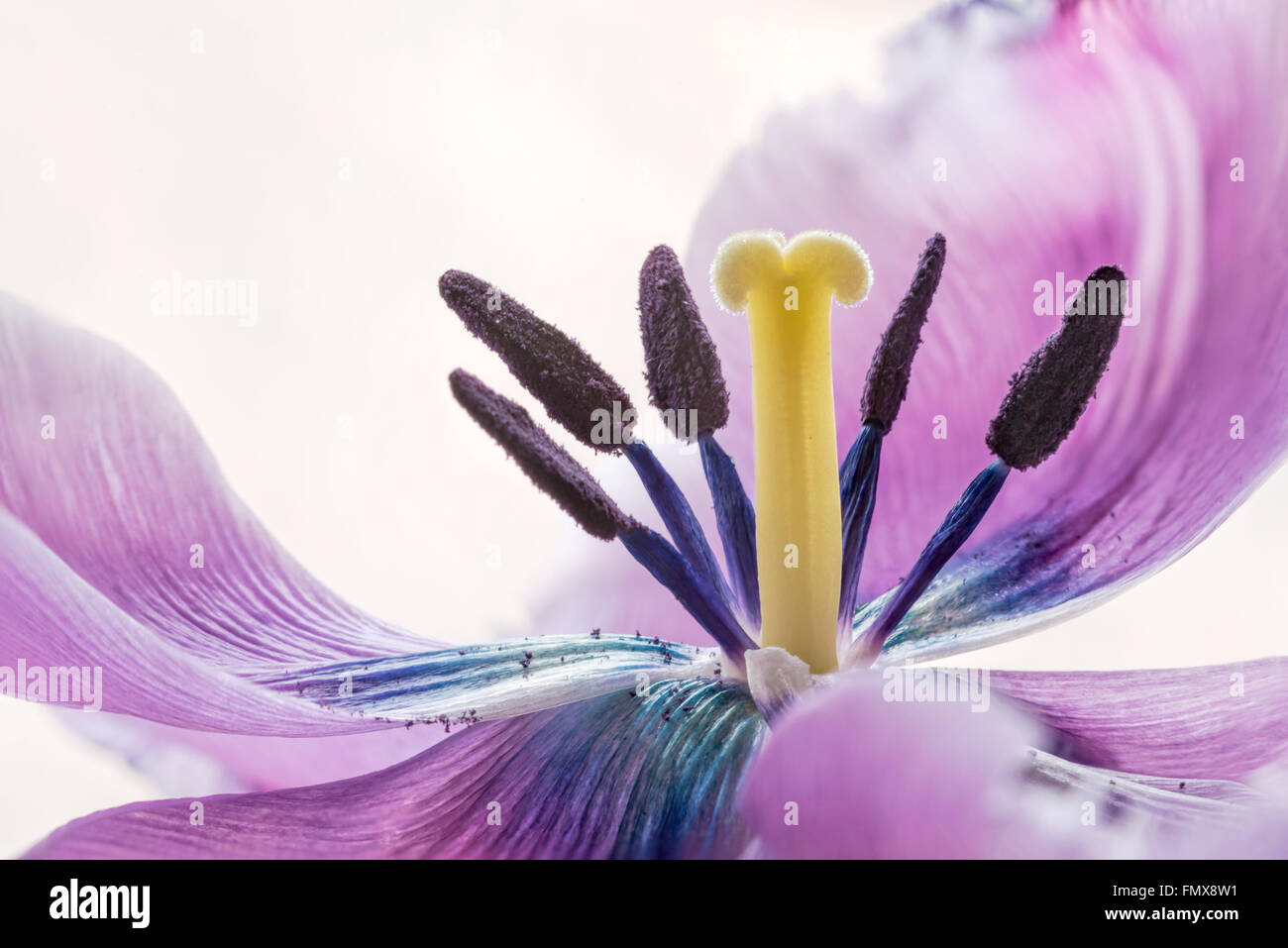Tulip stamen pistil macro hi-res stock photography and images - Alamy