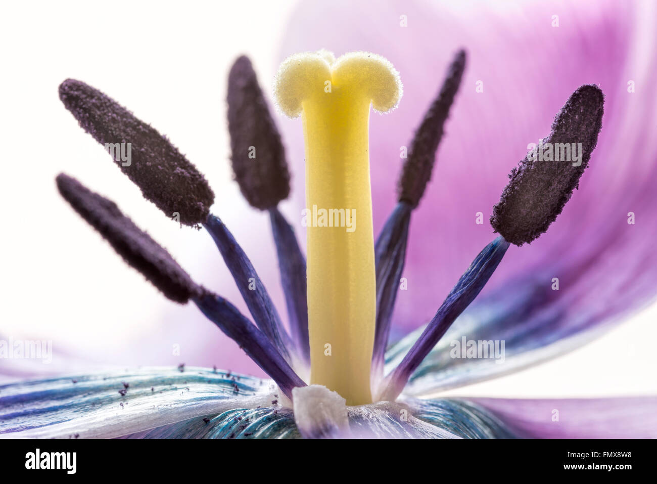 Tulip stamen pistil macro hi-res stock photography and images - Alamy