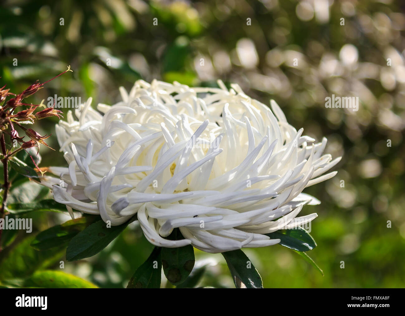 Aster flower white Stock Photo - Alamy