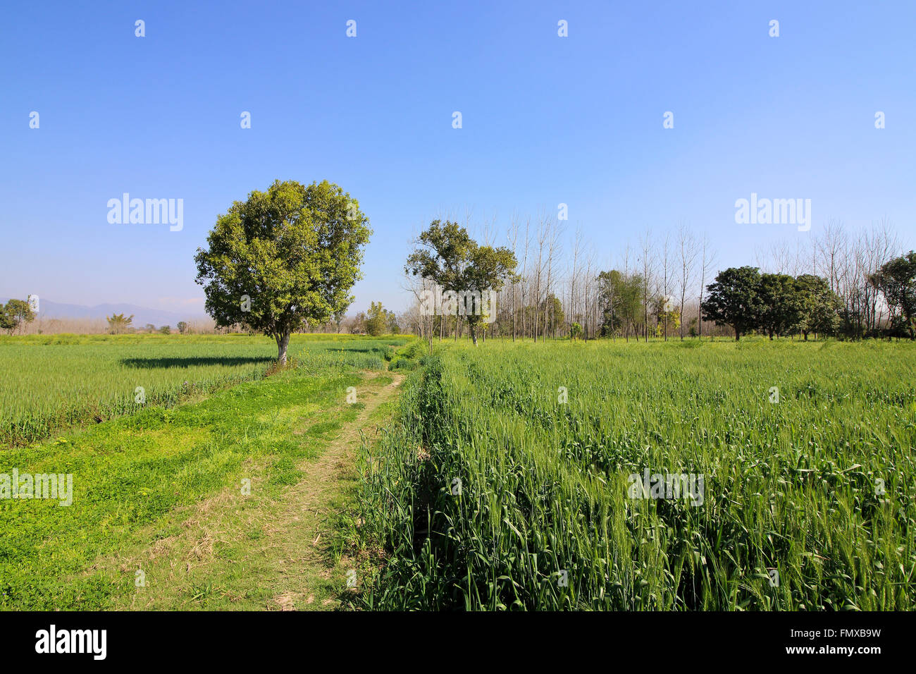 Green fields and trees in a scenic agricultural landscape in rural ...