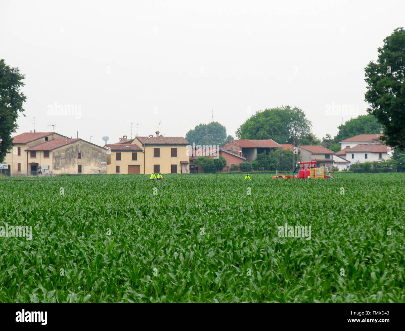 Three touring cyclists riding between cornfields in Lombardy, northern ...