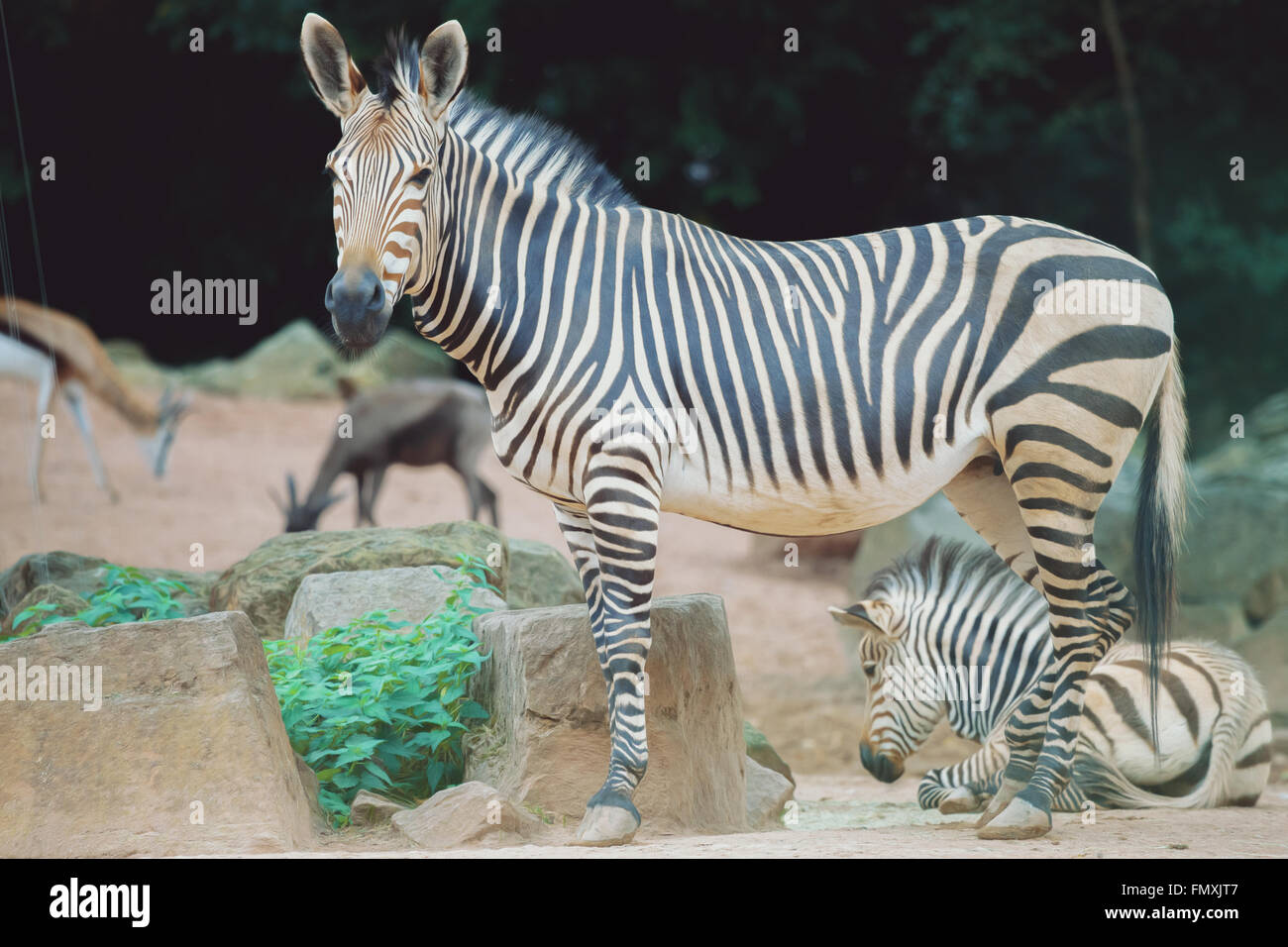Young zebra hi-res stock photography and images - Alamy
