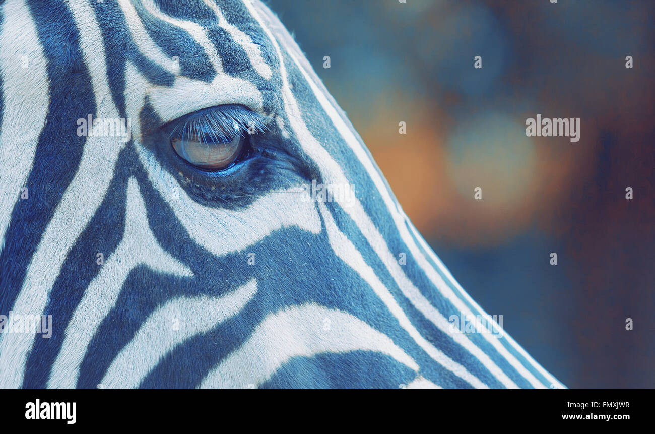 zebra eye on light blue background Stock Photo - Alamy