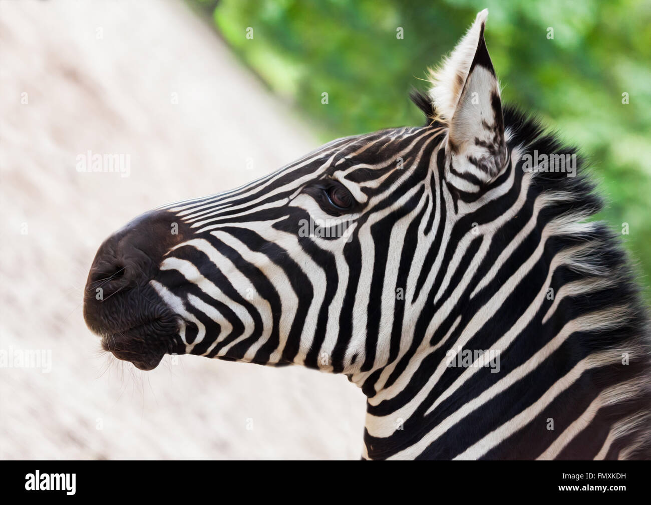 Stripe side of head hi-res stock photography and images - Alamy