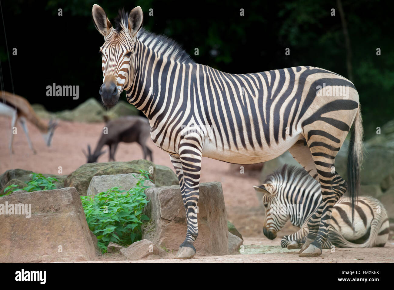zebra mother with young zebra Stock Photo - Alamy