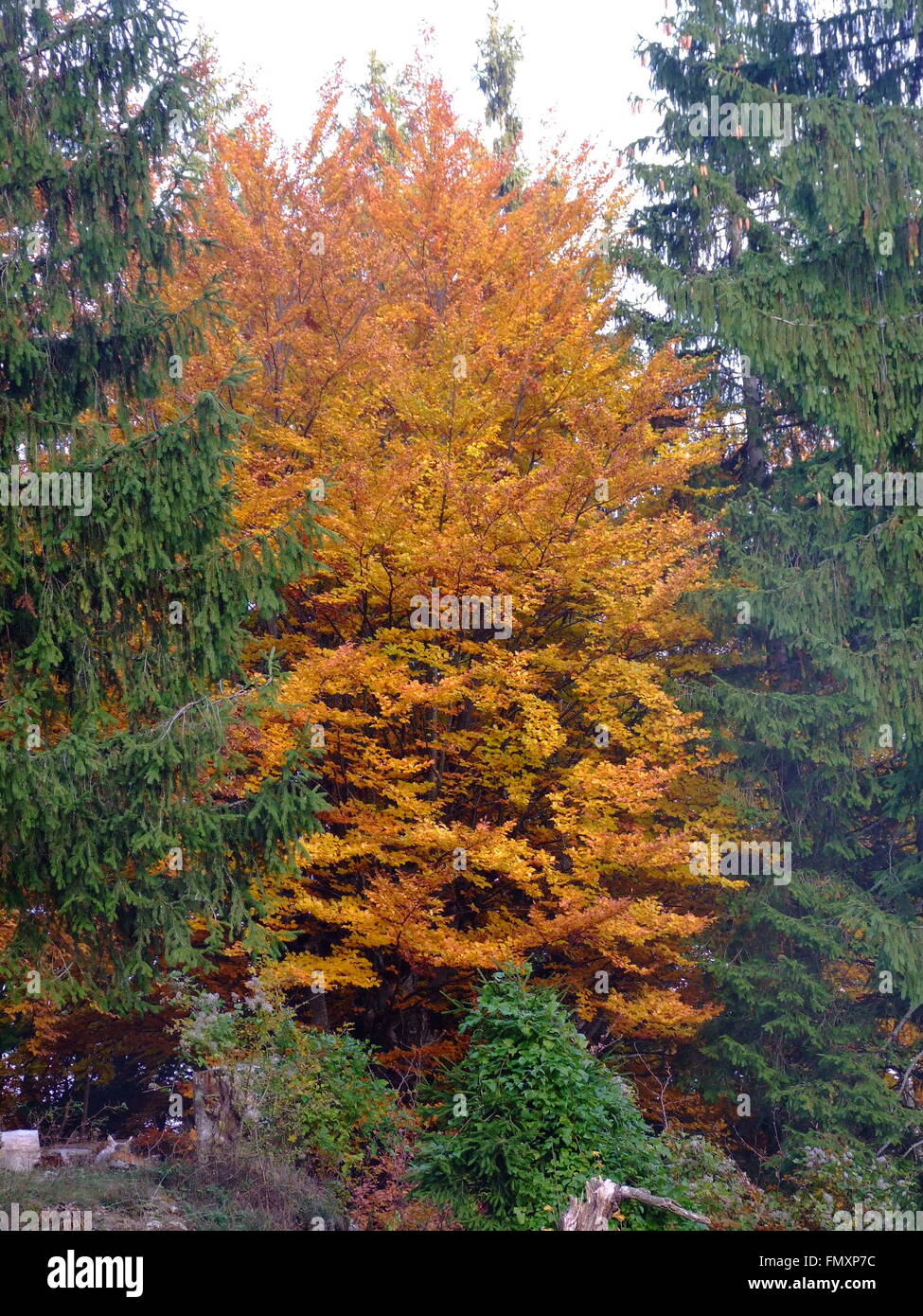 Kneevo - Best photos on dibujosparaimprimir.net